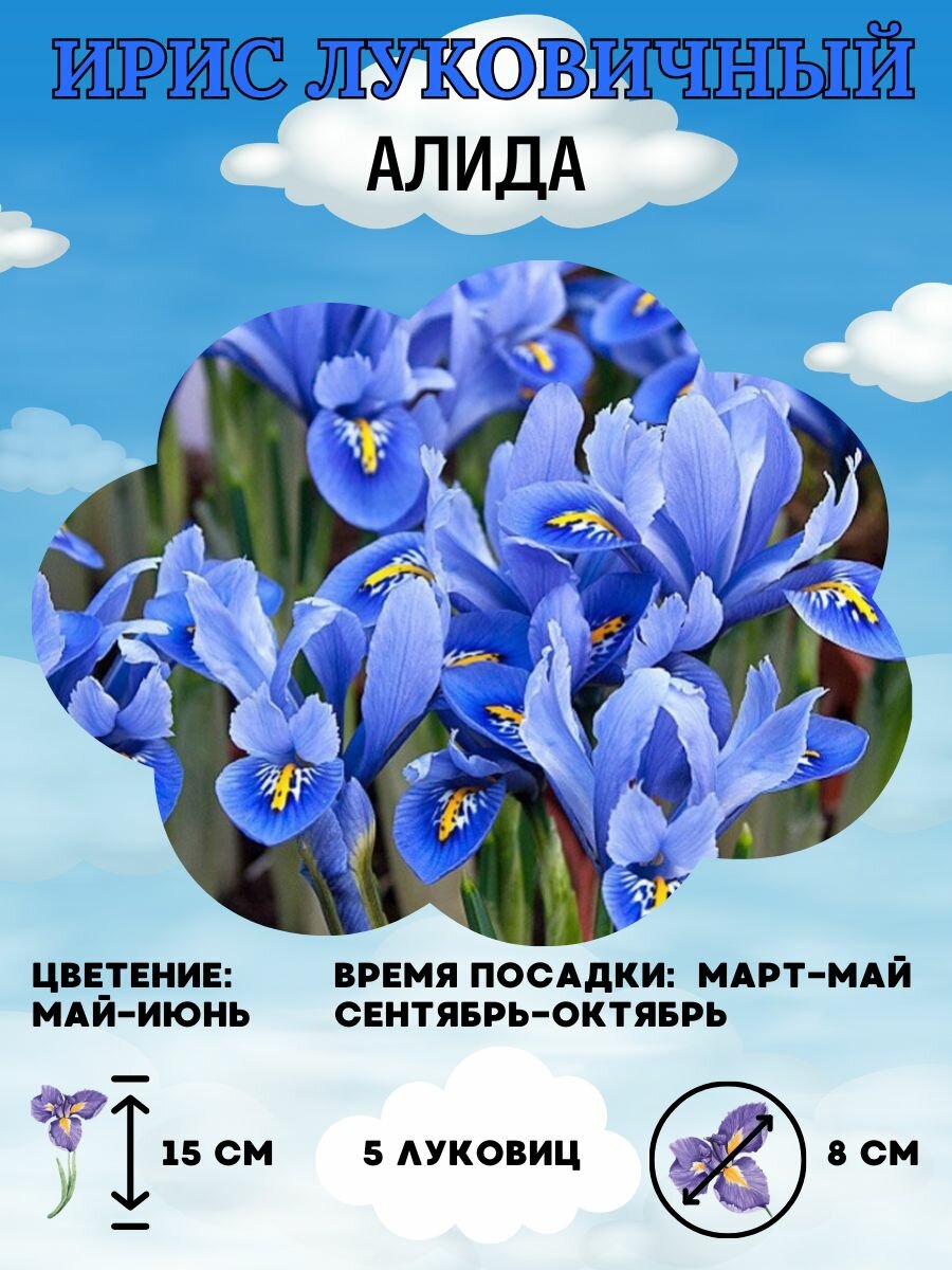 Ирис луковичный 5шт.