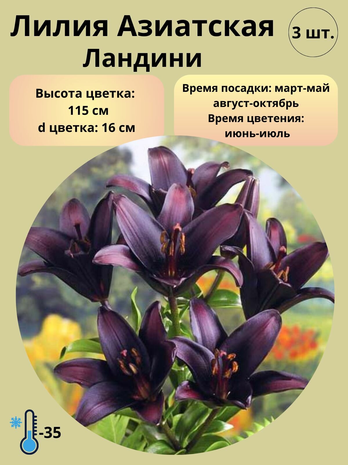 Лилия Азиатская, луковицы 3 шт