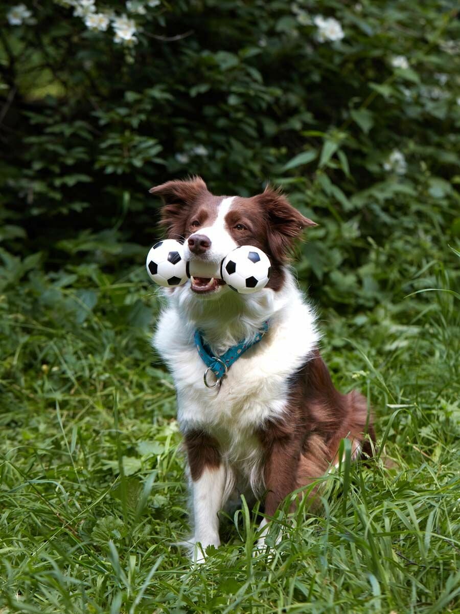 Игрушка для собак Japan Premium Pet латексная в форме гантели, футбольный мяч.