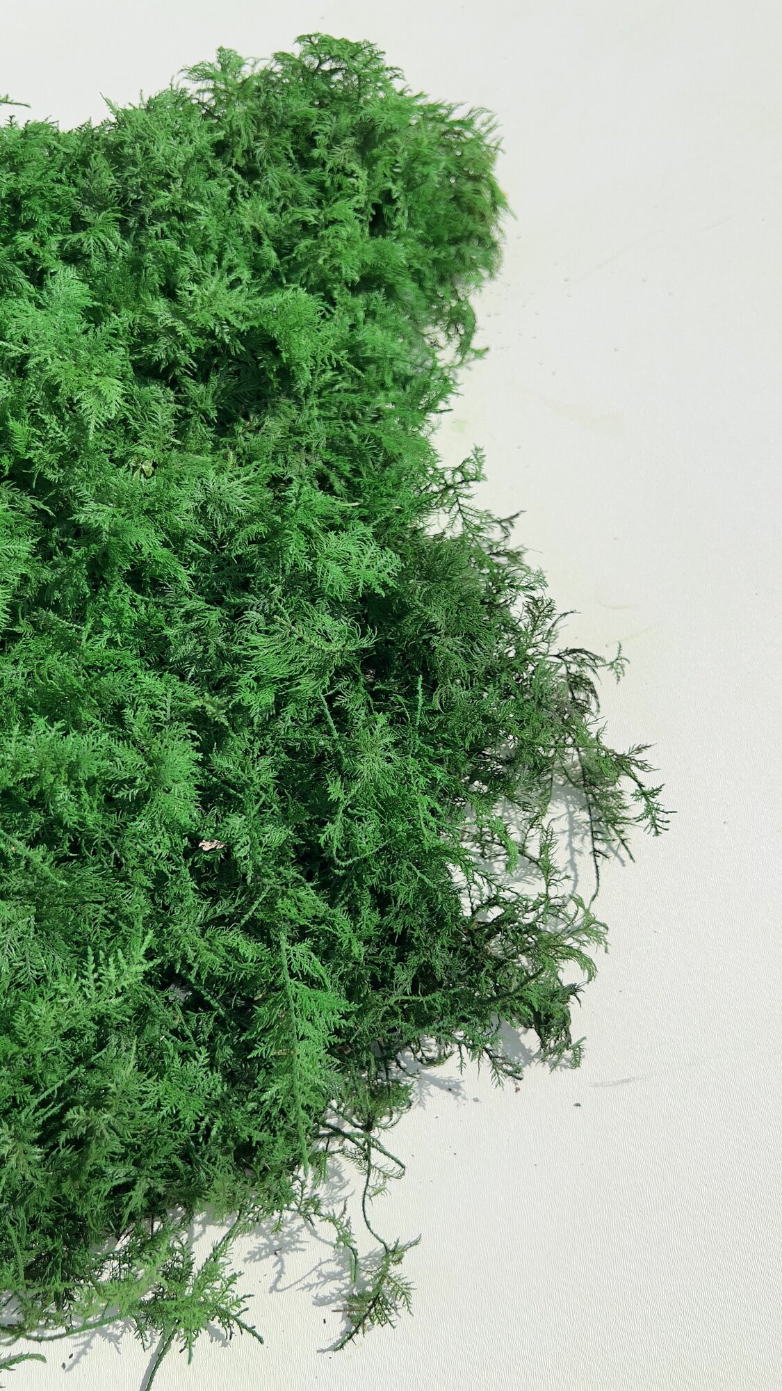 Стабилизированный папоротниковый мох, 0.2 кв. м.