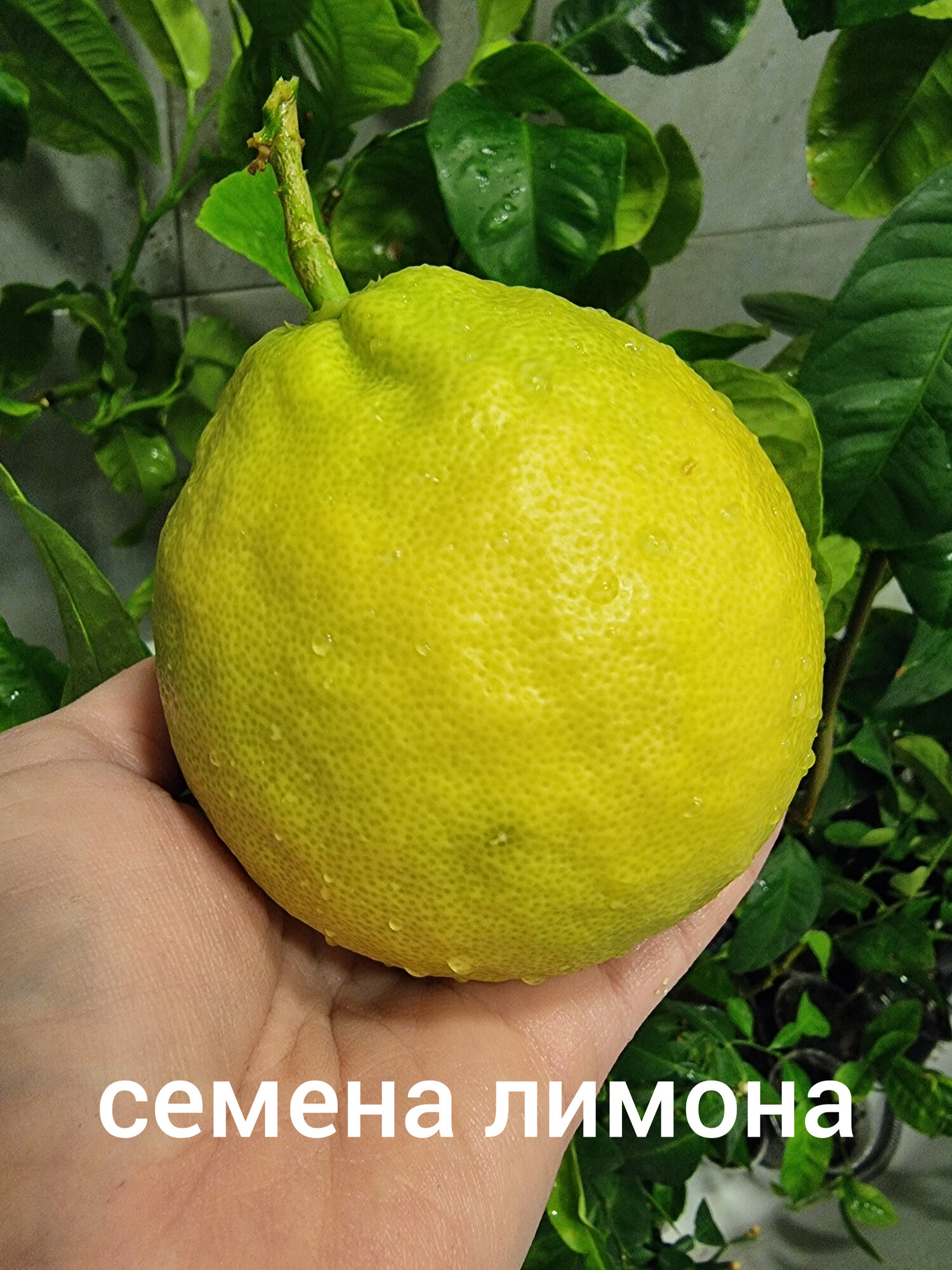 Семена лимона комнатного