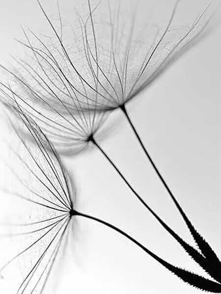 Набор для алмазной вышивки MomoArt, вышивка крестиком, черно-белая мозаика с рисунком одуванчика, цветов, семейный Декор