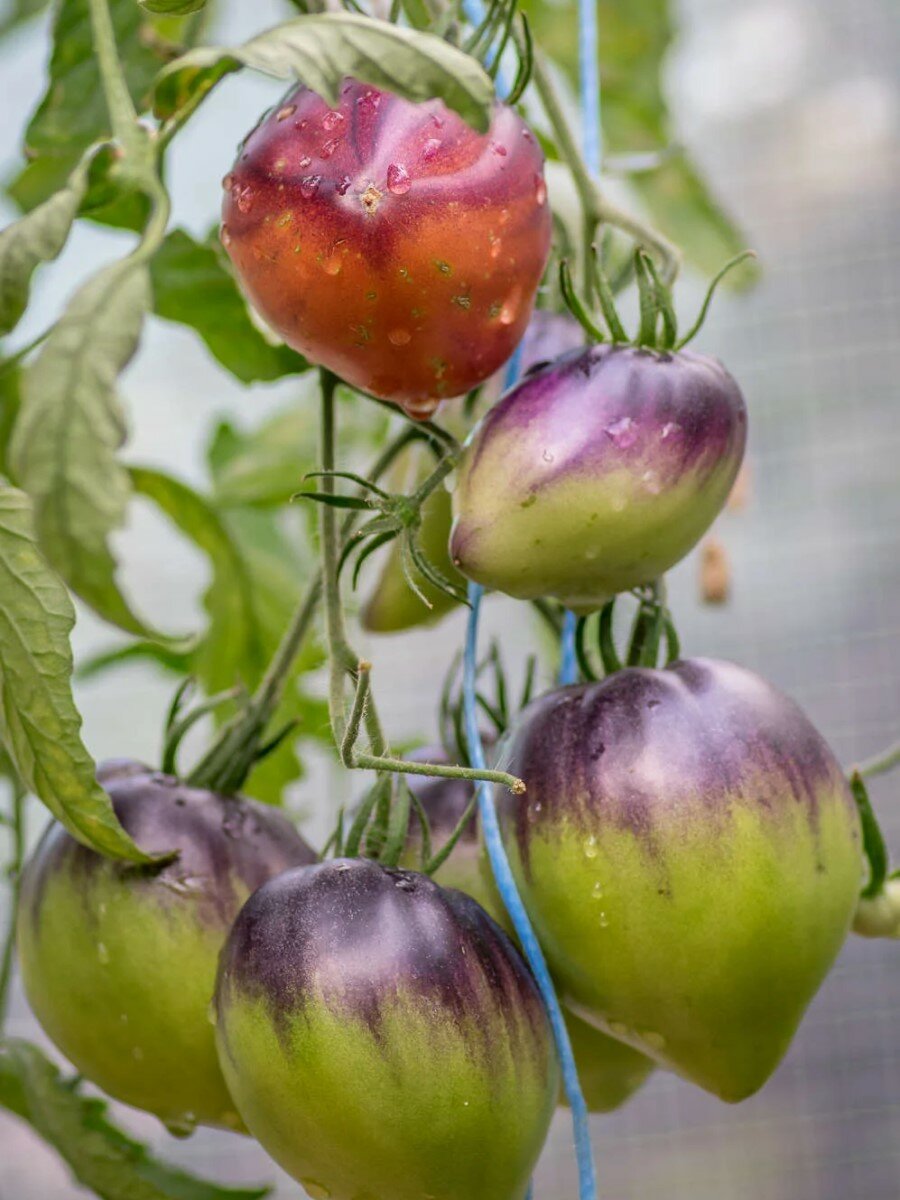 Семена Томат Сержант Пеппер биколор (Sgt Peppers bicolor), 10 штук