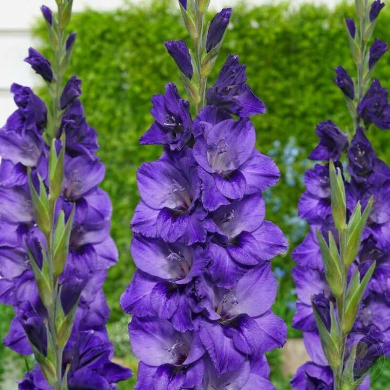 Гладиолус Куки (2 луковицы), Нидерланды