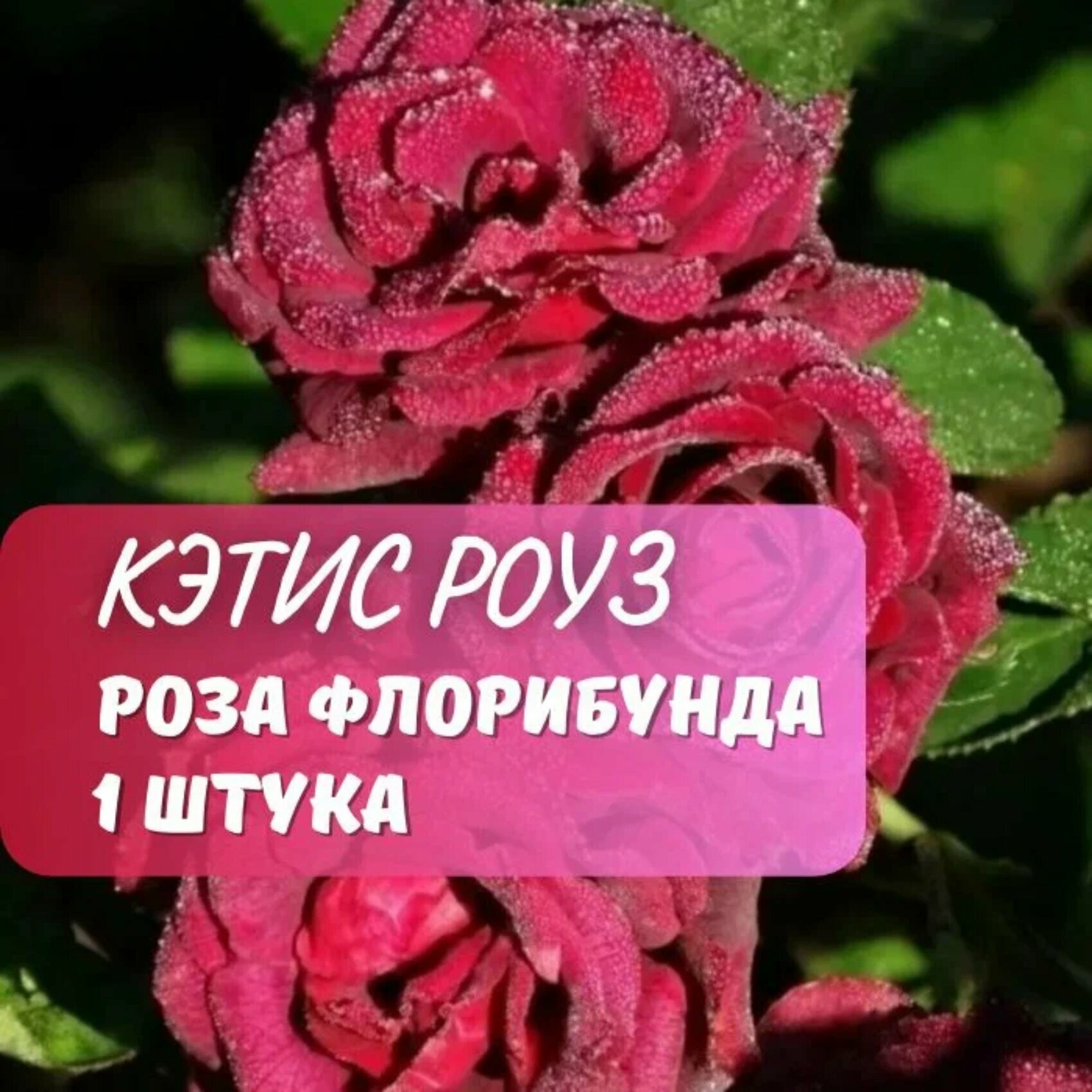 Роза флорибунда Кэтис Роуз (Katie's Rose) / 1 шт, ароматный сорт
