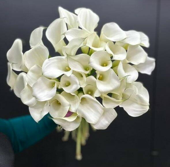 Белые каллы 39 шт. Букет из калл. Живые цветы для девушки. Букет на свадьбу