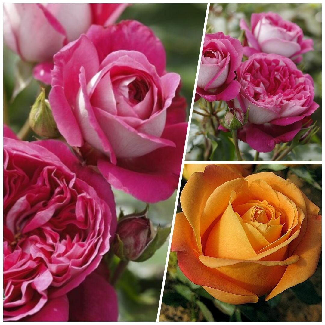 Комплект чайно-гибридных роз До полуночи 3 шт