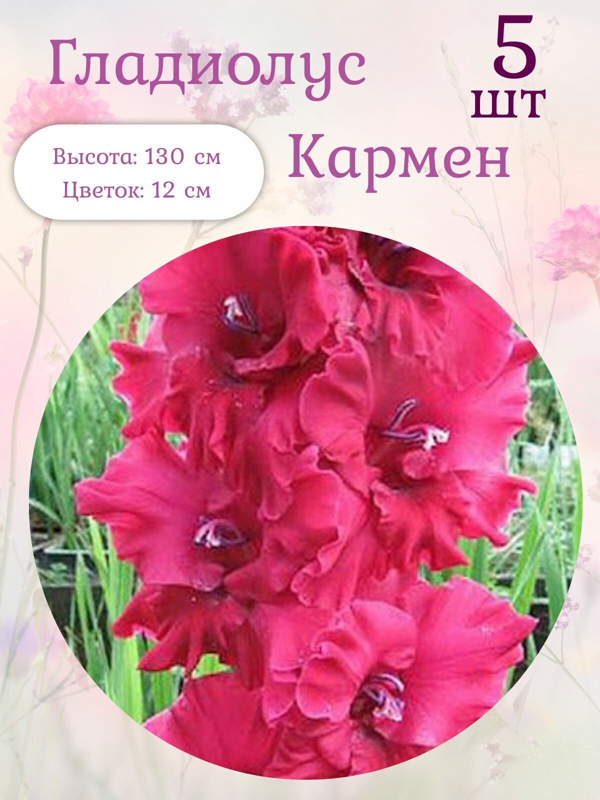 Гладиолусы, многолетние цветы, луковицы 5 шт.