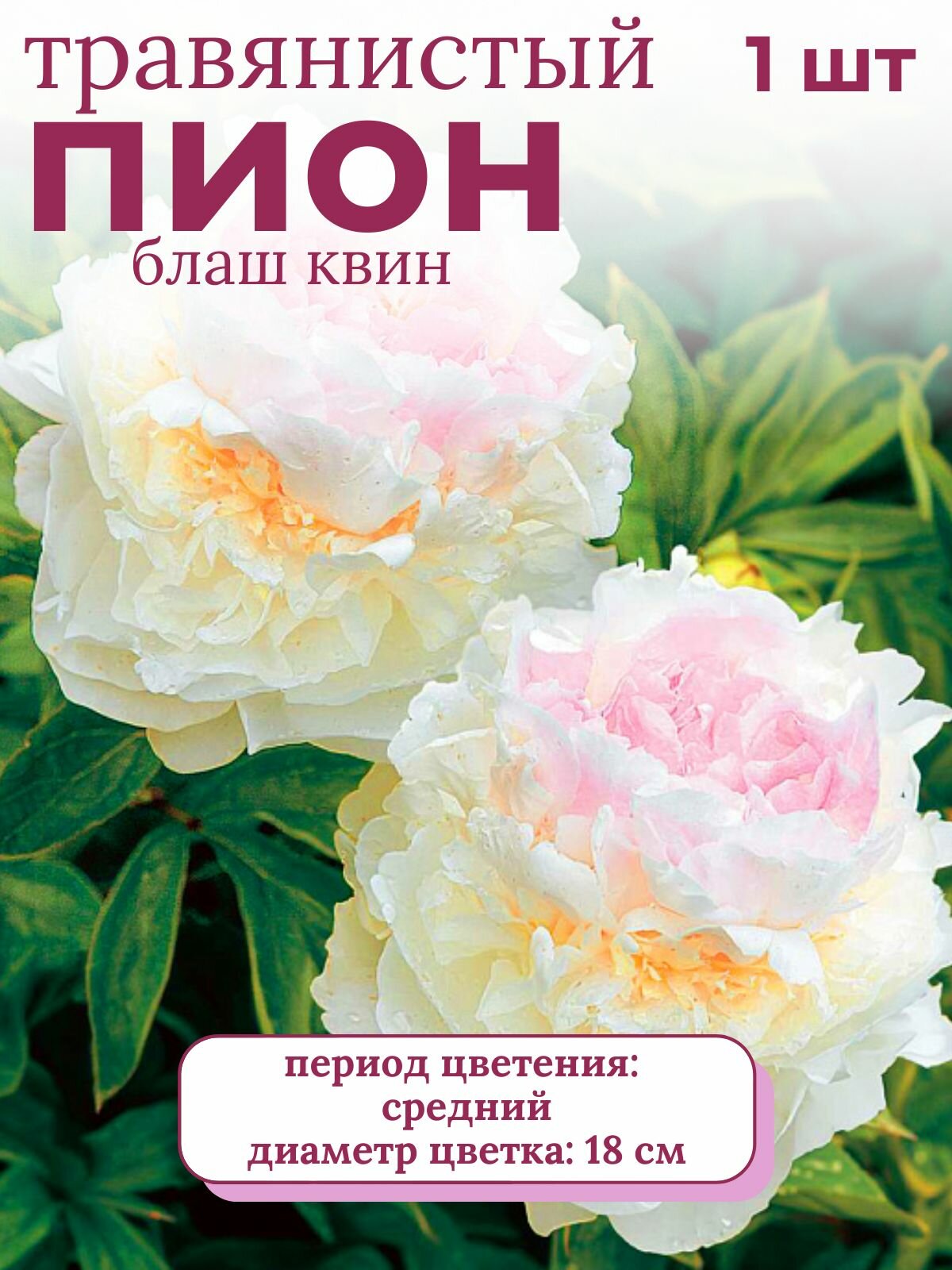 Пион травянистый, многолетние цветы 1 шт