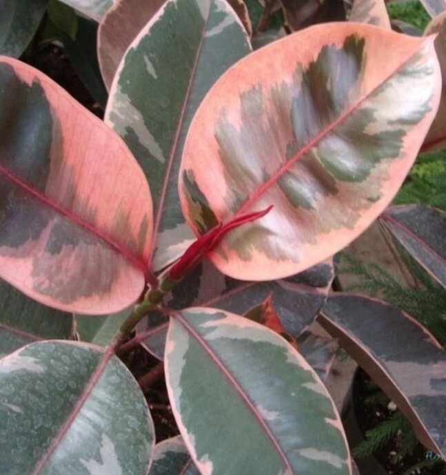 Фикус каучуканосный "Белиз",15 см. Один ствол.