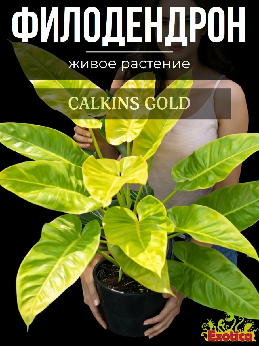 Филодендрон Калкин Голд (Philodendron Calkins Gold) D6см, комнатное растение