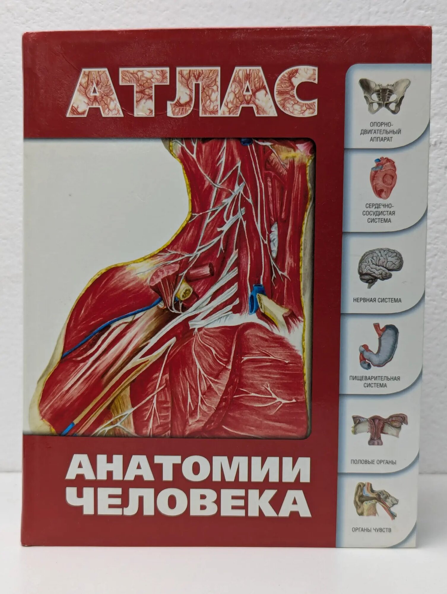 Атлас анатомии человека Левкин Сергей Сергеевич 2013