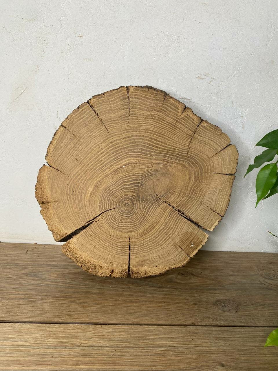 Спил дуб . Габаритные размеры 32х29х5 см. Шлифованный с 2-х сторон. артикул к1858