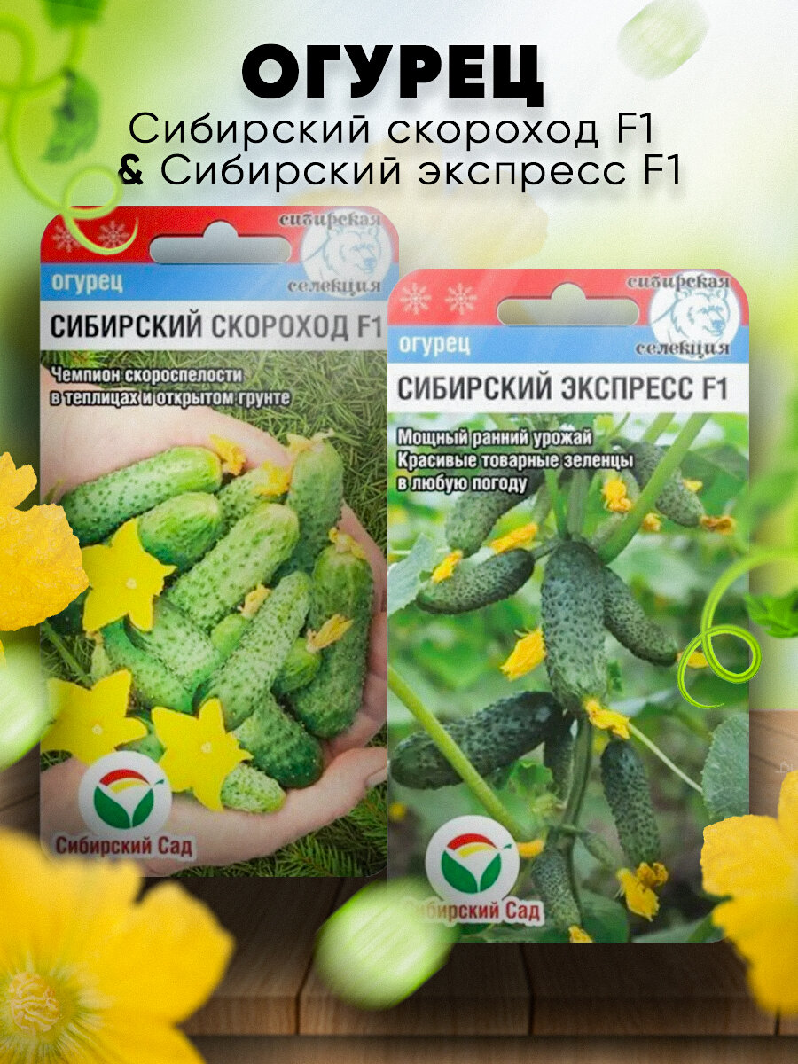 Огурец Сибирский скороход F1 и Сибирский Экспесс F1 2 пакета