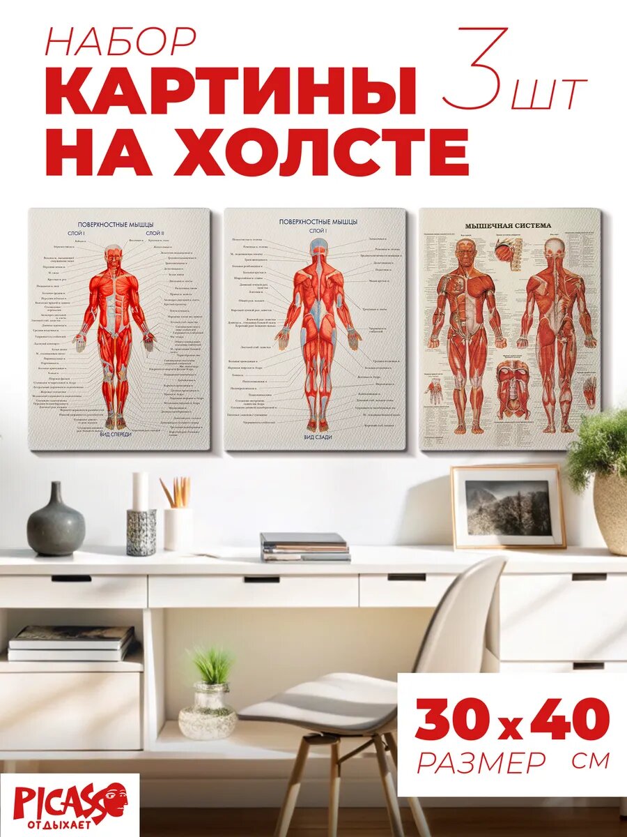 Набор картин на стену "Анатомия человека", холст на подрамнике, с креплением
