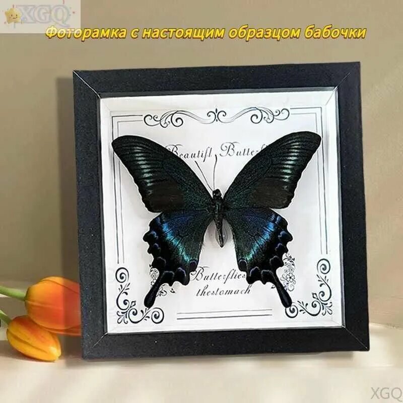 Чучело декоративное Настоящая бабочка в рамкеXGQ