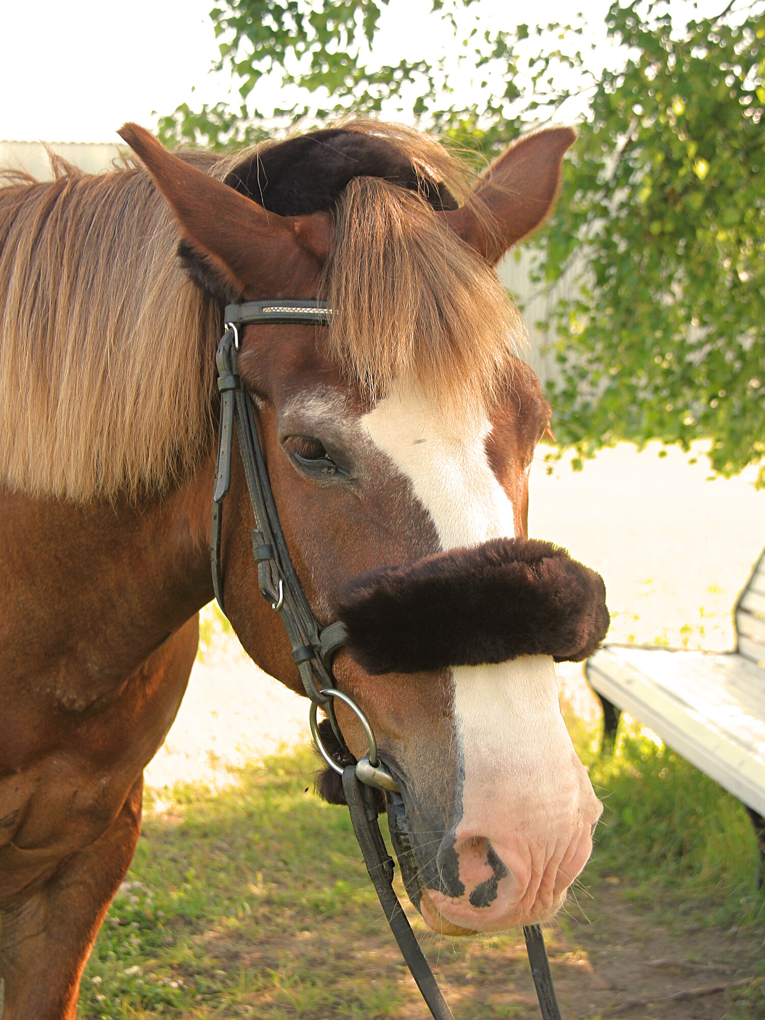 Меховушки на недоуздок Shkura-Dekor набор 2 шт (28 и 32 см) чулком коричневый
