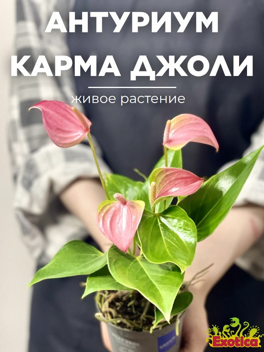 Антуриум Андреанум Карма Джоли (Anthurium Andreanum Karma Joli) D9см, живое растение