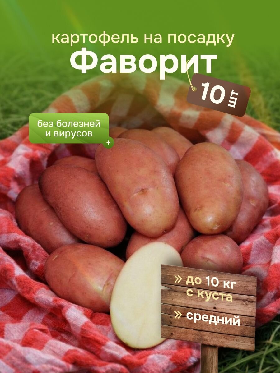 Семенной картофель на посадку Фаворит 10 шт (средний)
