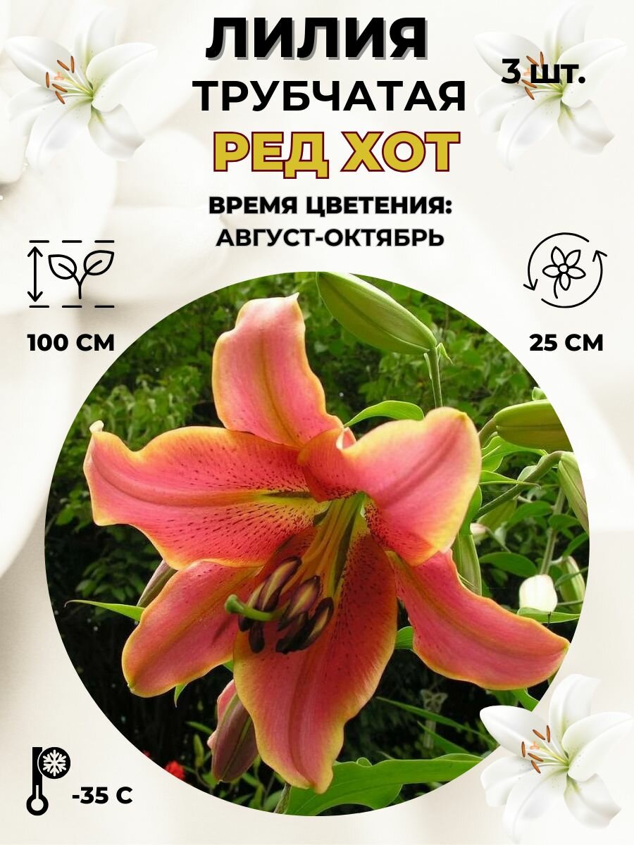 Лилия трубчатая, луковицы 3 штуки