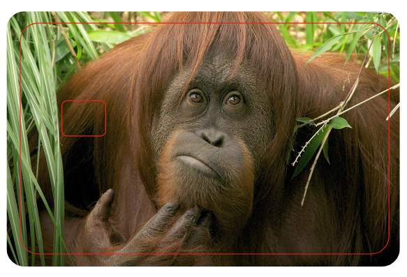 Наклейка на банковскую карту, стикер на карту, Орангутаны