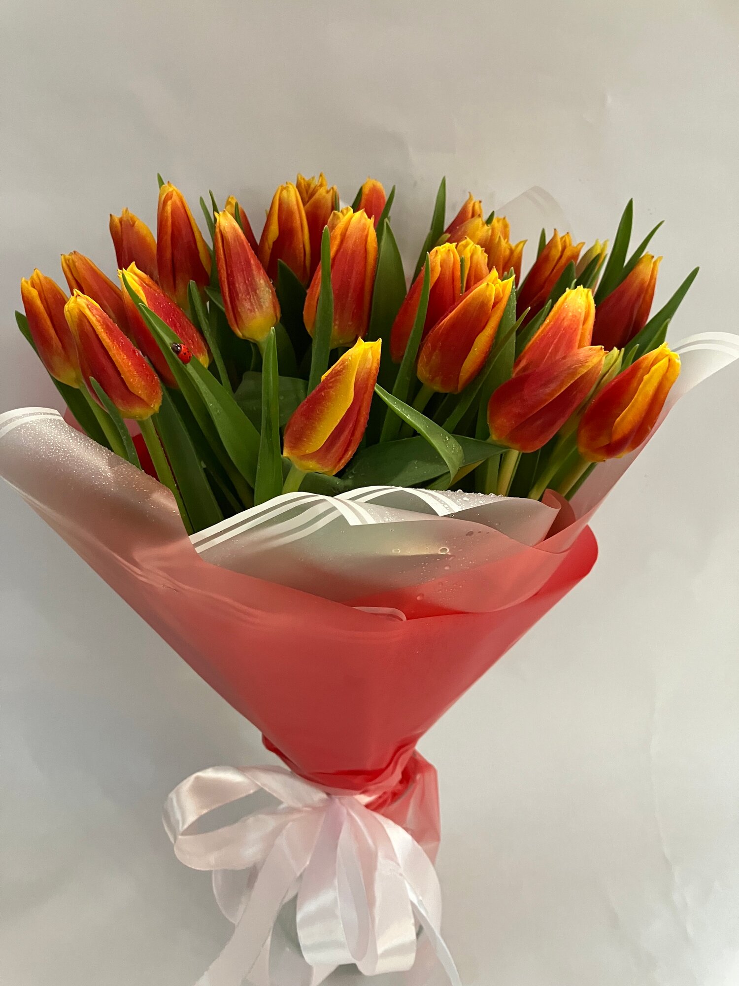 Букет из 21 свежего, красно-жёлтого тюльпана, 42 см+, в дизайнерской упаковке, атласный бант.
