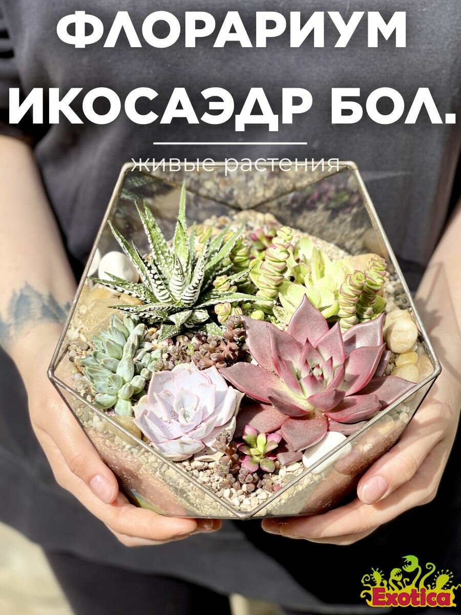 Флорариум с растениями готовый "Икосаэдр Большой" суккуленты