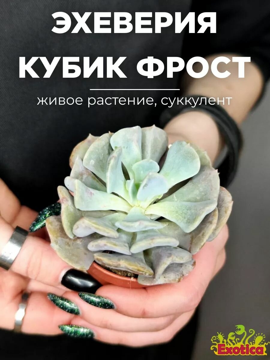 Эхеверия Кубик Фрост (Echeveria Cubic Frost) D5см, суккуленты живые