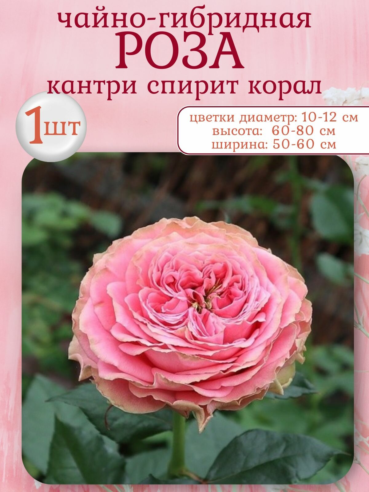 Роза чайно-гибридная Кантри Спирит Корал, многолетние цветы, 1 шт