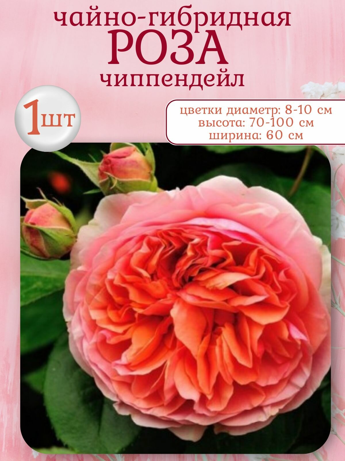 Роза чайно-гибридная Чиппендейл , многолетние цветы, 1 шт