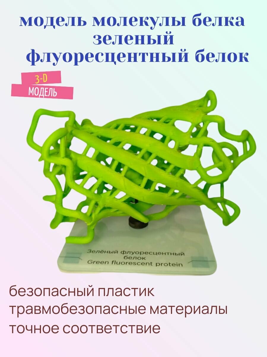 Модель молекулы белка "Зеленый флуоресцентный белок" (Не светится! У модели нет функции свечения!)