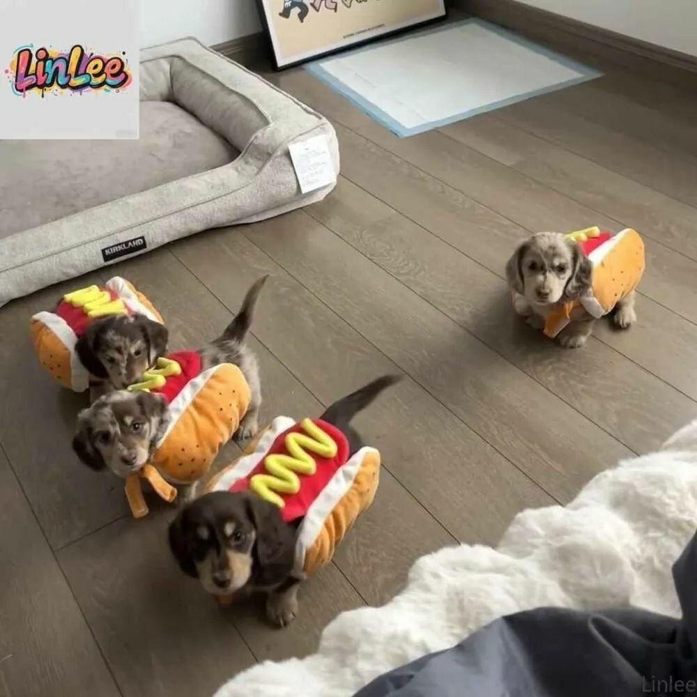 Одежда для собак и кошек в виде хот-дога/гамбургера, костюм для таксы, корги и других средних и маленьких пород, забавный наряд для питомцев