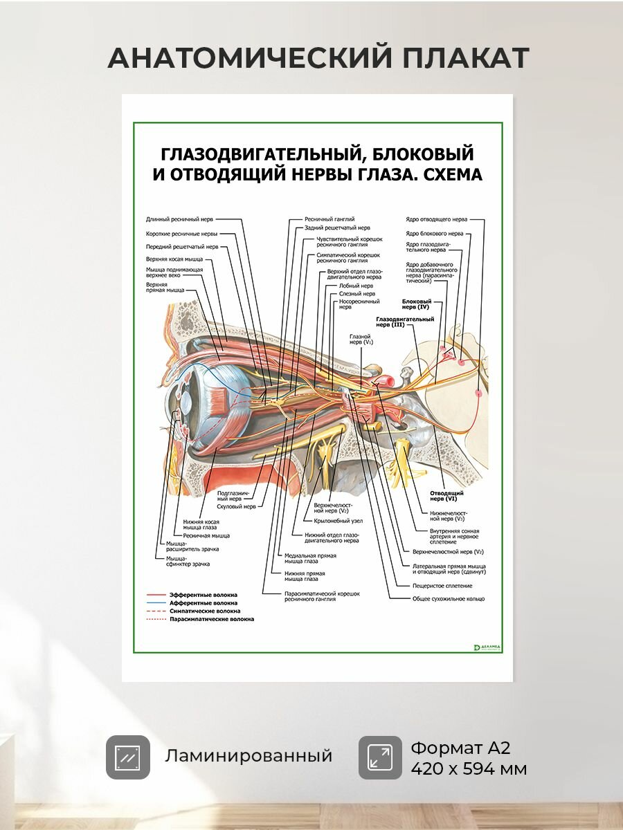 Обучающий медицинский плакат ламинированный формат А2 Глазодвигательный, блоковый, отводящий нервы глаза. Схема
