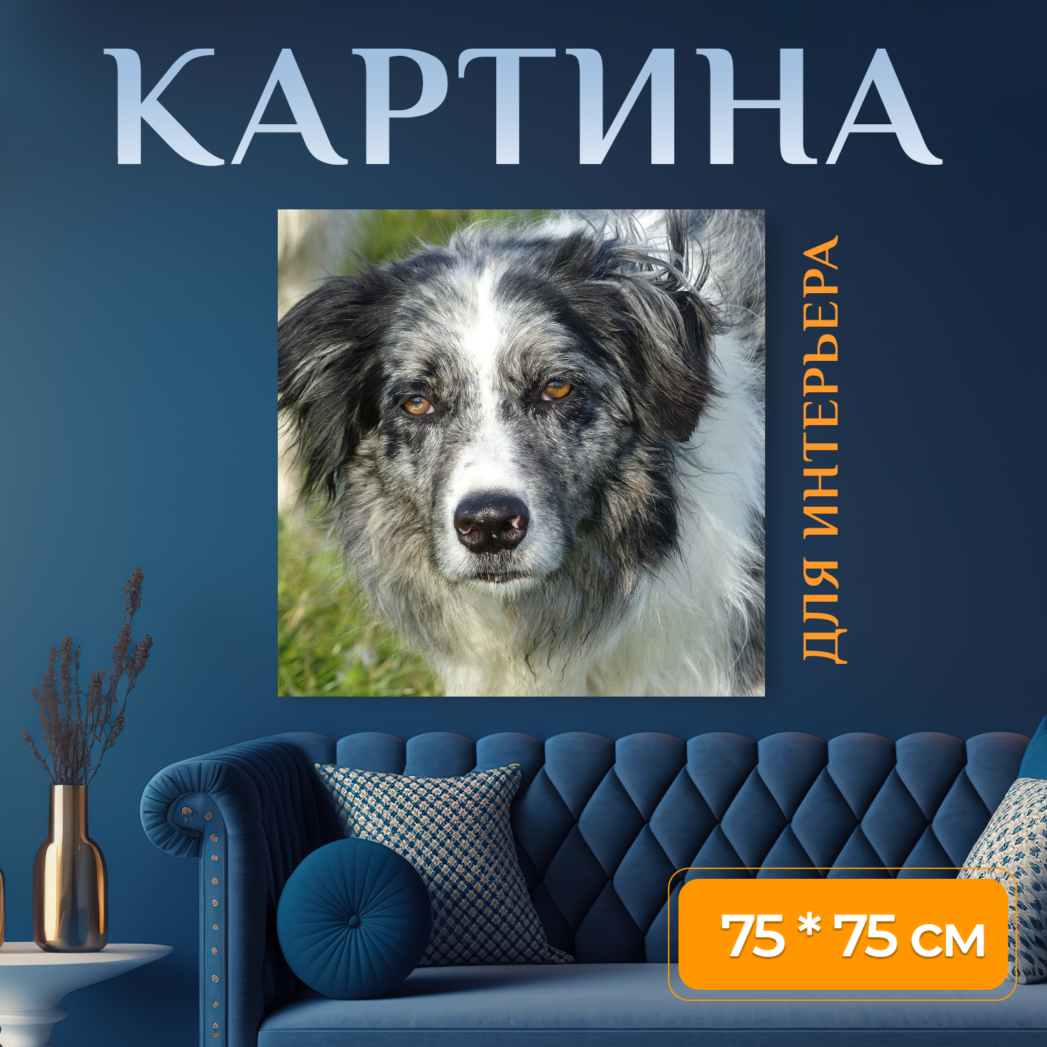 Картина на холсте "Собака, бордер-колли, колли" на подрамнике 75х75 см. для интерьера