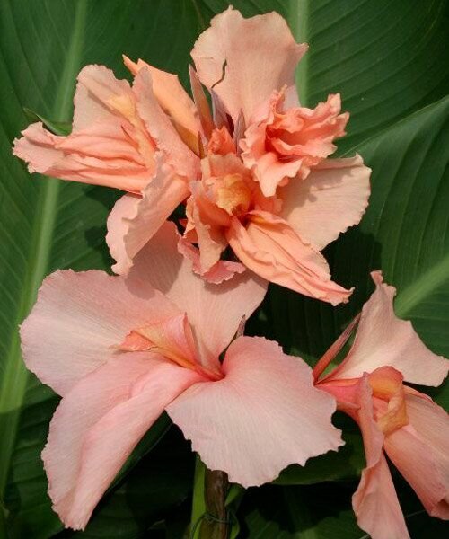 Канна карликовая Гном 1шт