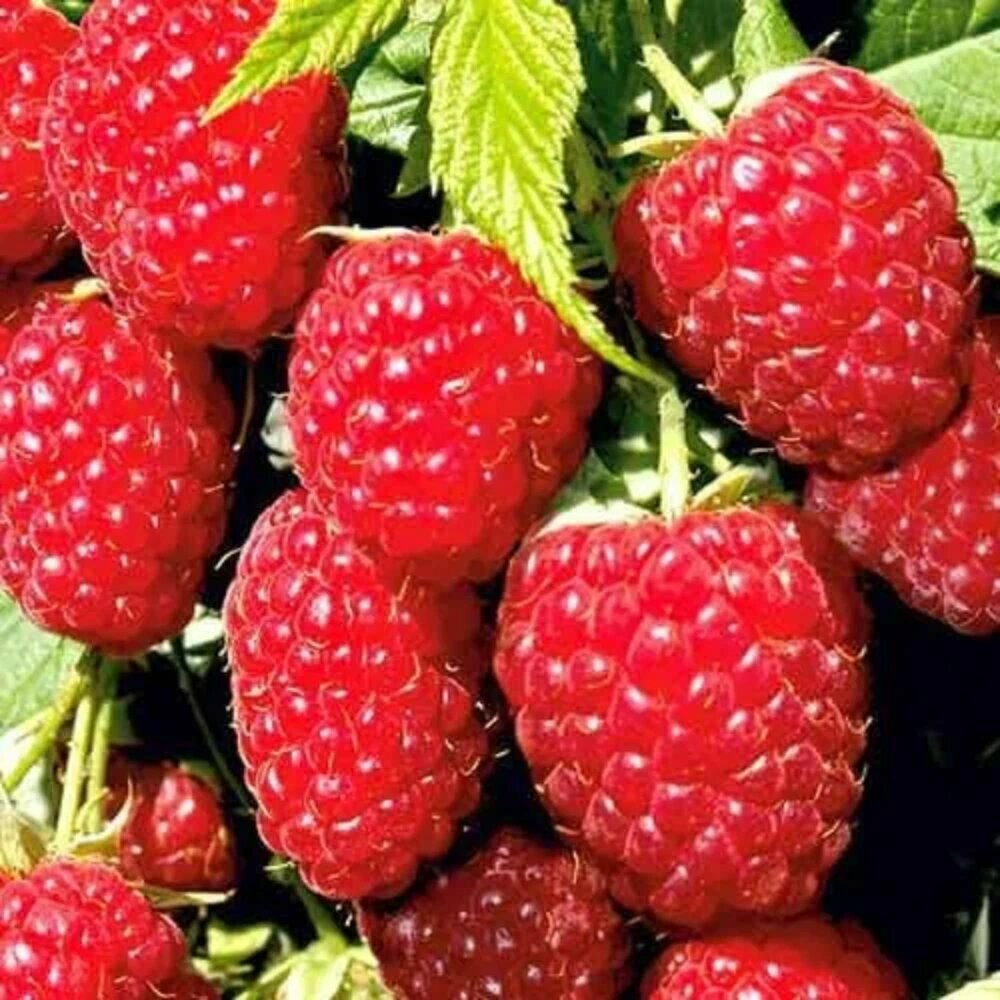 Малина ремонтантная Гигант красная / 1 шт, морозостойкий сорт