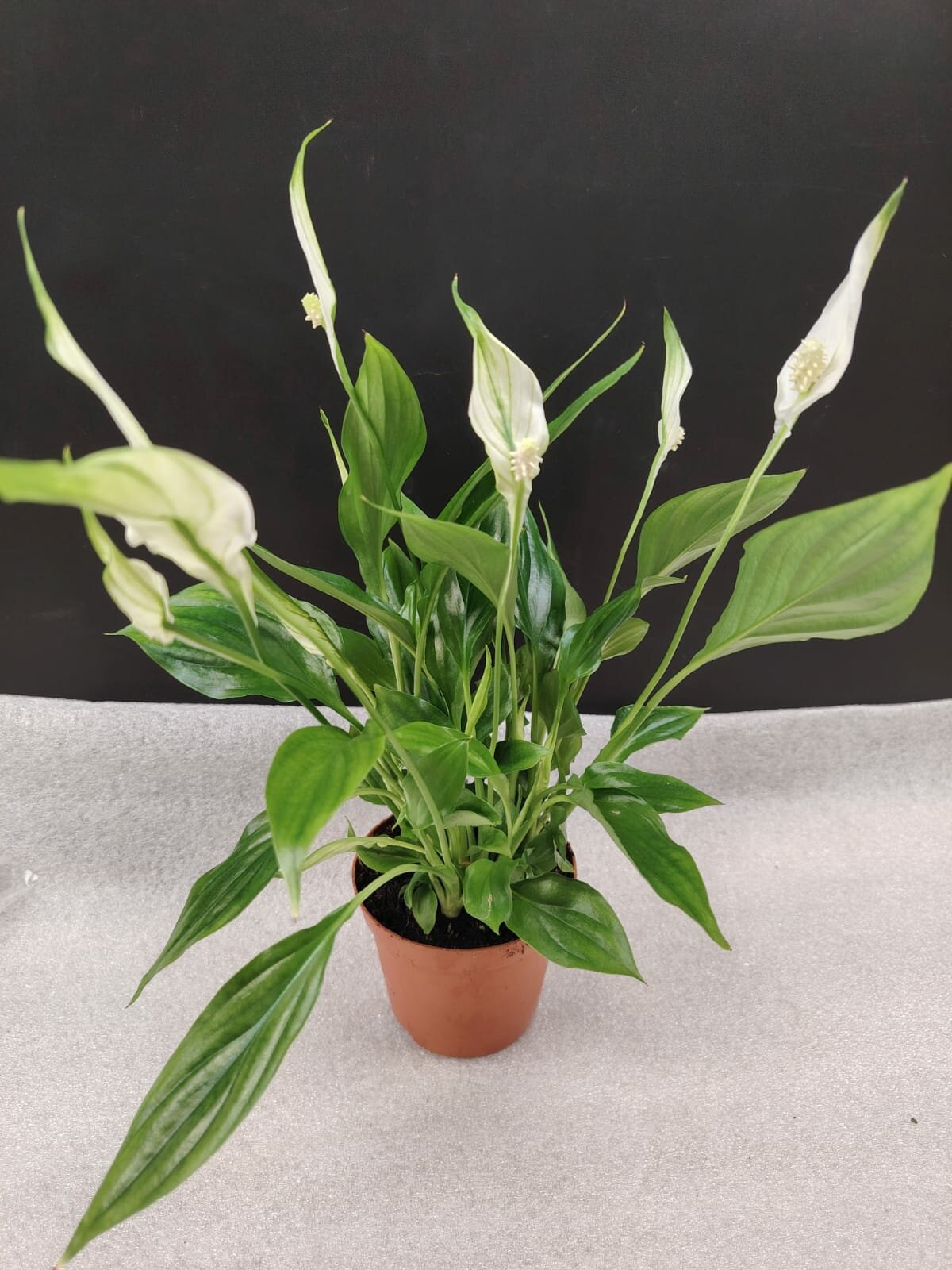 Комнатное растение "Женское счастье", спатифиллум, в горшке, 50-60 см