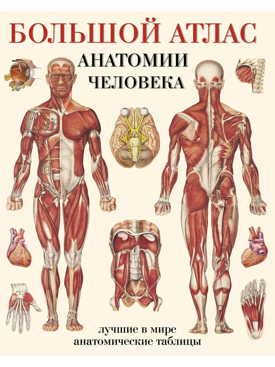 Большой атлас анатомии человека(в табл)