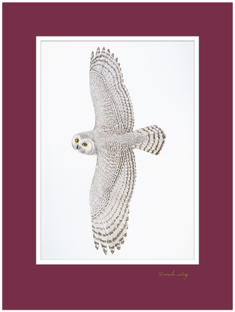 Постер белая сова с двойным паспарту 300*400 mm