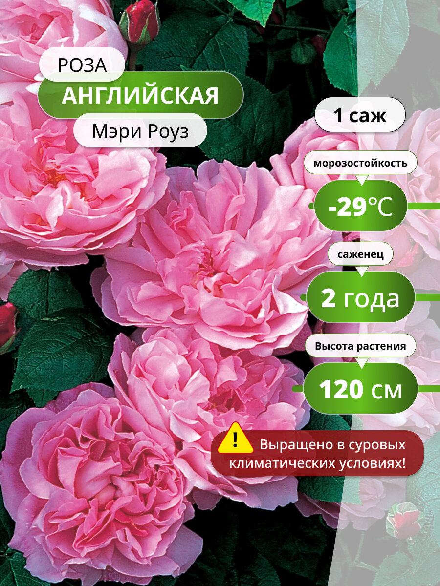 Роза английская Мэри Роуз (Mary Rose) / 1 шт, розы, ароматные