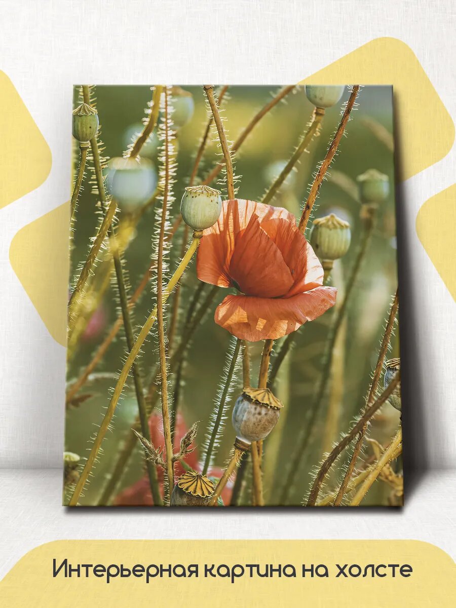 Картина на стену интерьерная Маковое поле, цветы 30x40 см