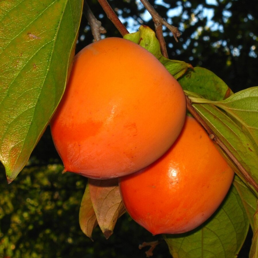 Семена Deodar SEEDS COMPANY Хурма сортовая микс популярных сортов 10 шт.