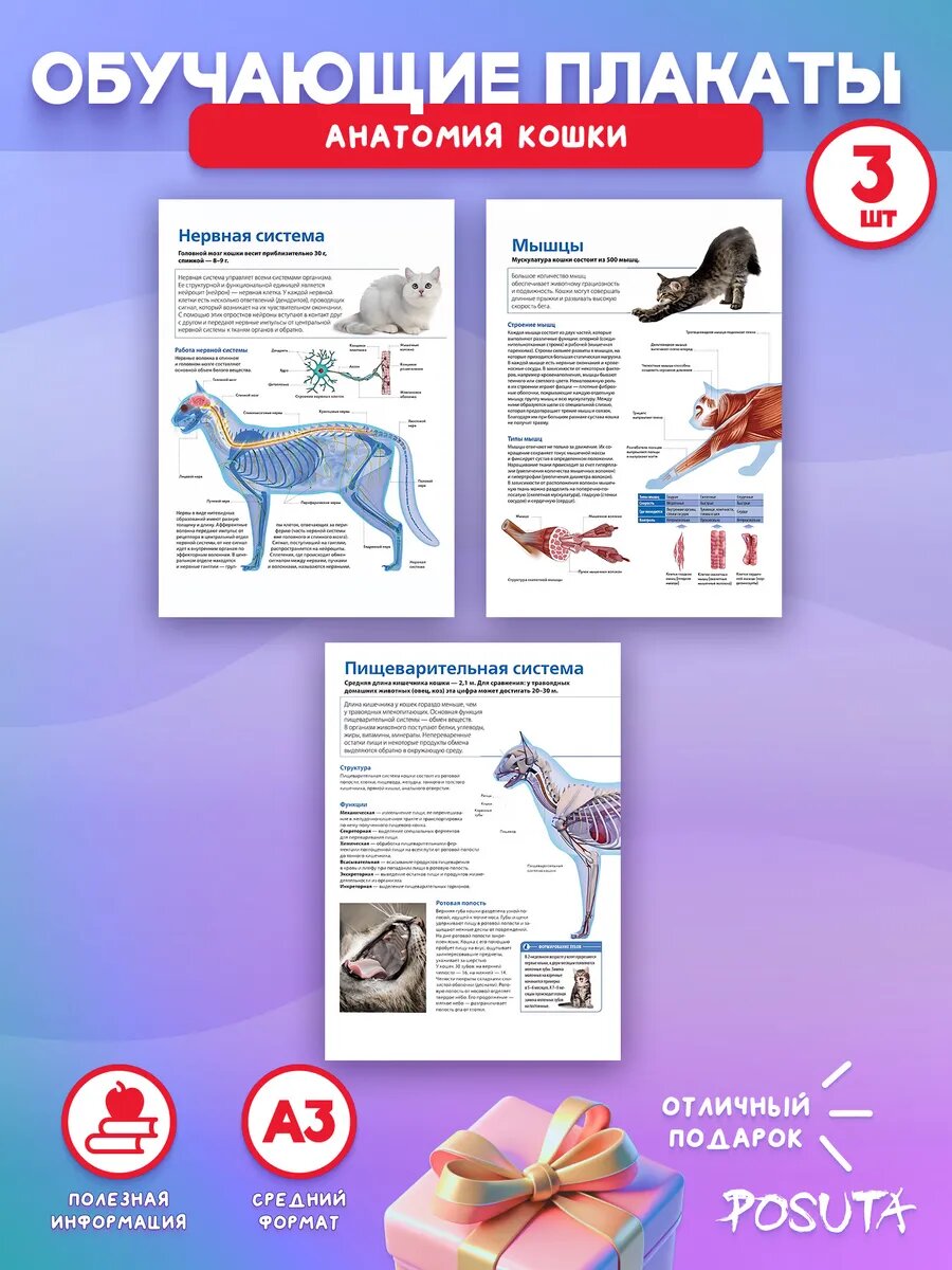 Постеры на стену анатомия кошки постеры обучающие