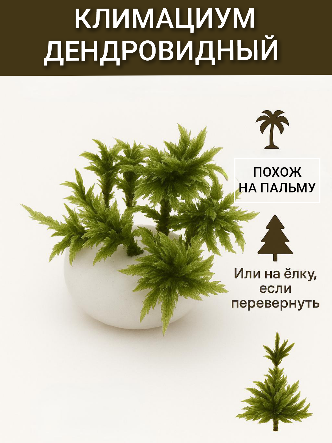 Стабилизированный мох Климациум + сухоцветы и камни, 25 штук, 5см