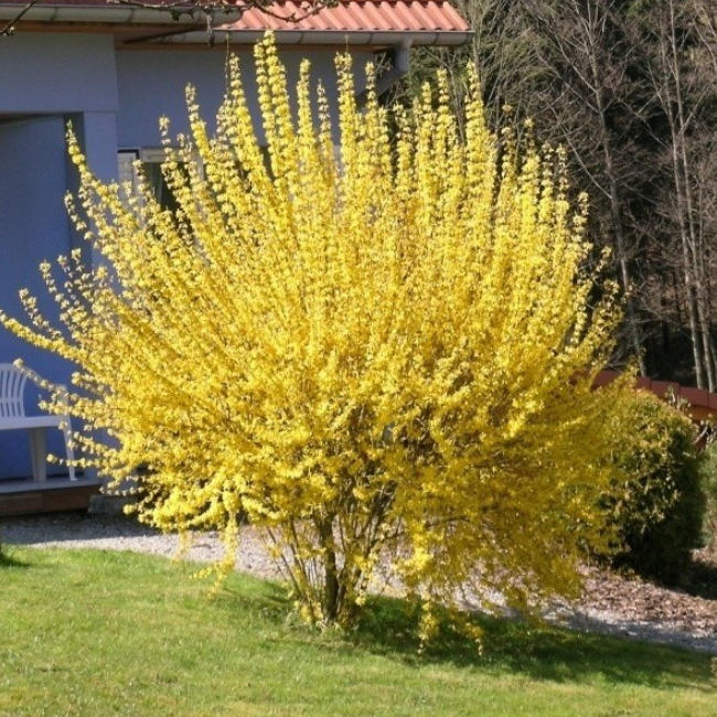 Форзиция средняя Голдрауч (1 саженец в горшке Р9), Нидерланды