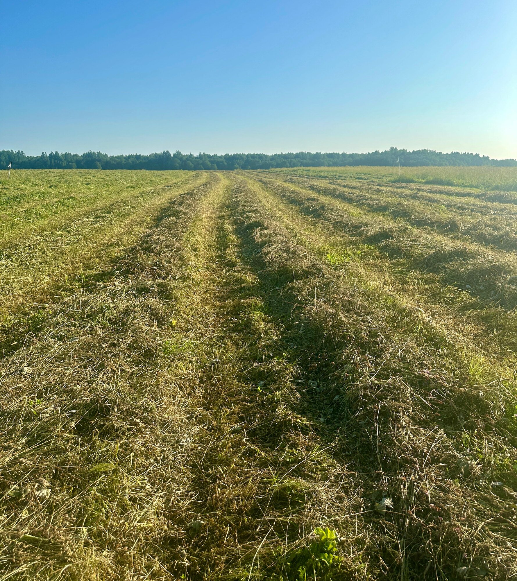 Сено 500 грамм. Наполнитель для домашних животных (грызунов)