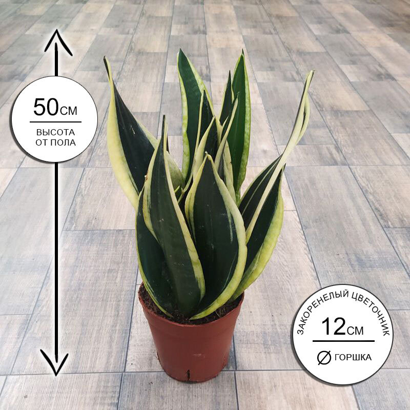 Сансевиерия Блэк Голд 12*50, живое комнатное растение в горшке, Закоренелый Цветочник