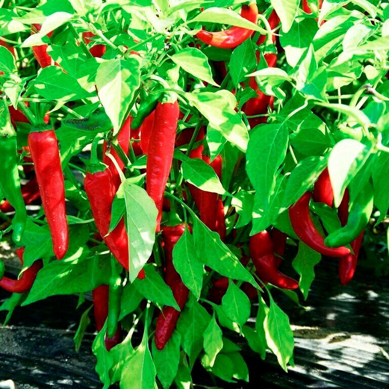 Семена перца МеаЛО "Сухум", однолетние, низкорослые, урожайные, острые