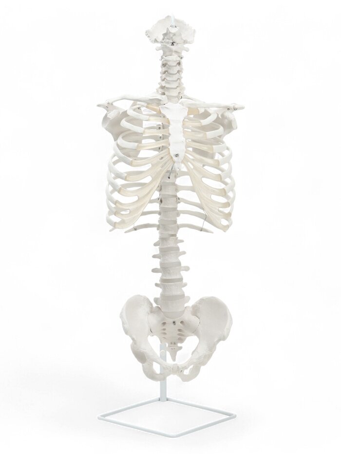 Анатомическая модель «Поясничный отдел позвоночника, тазобедренный сустав», 40 см