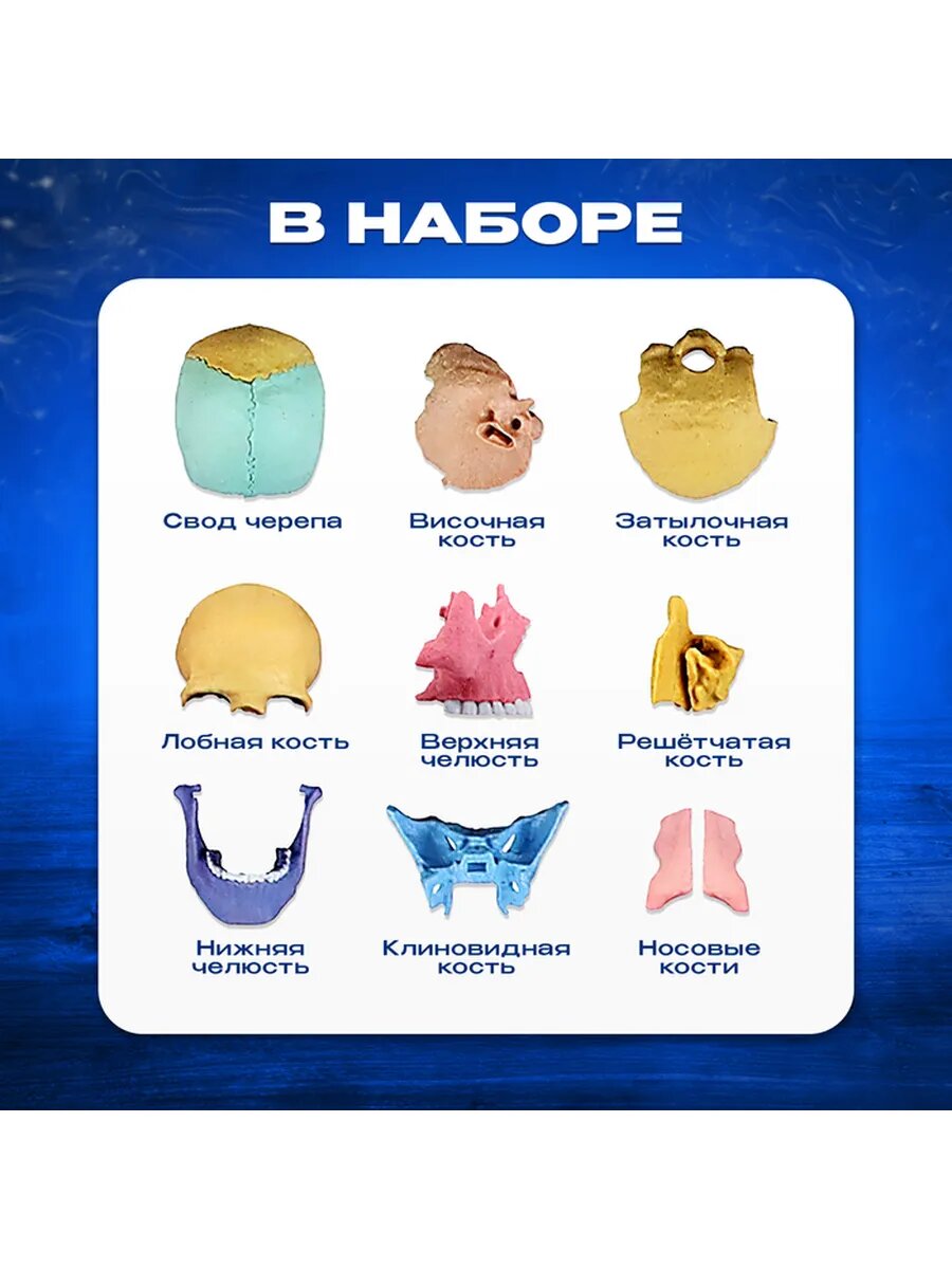Набор «Череп человека» — фото 1